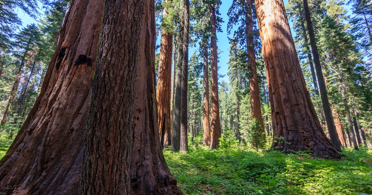 History of Modern Urban Flooding – Rise and Fall of the Trees (Part 8 ...